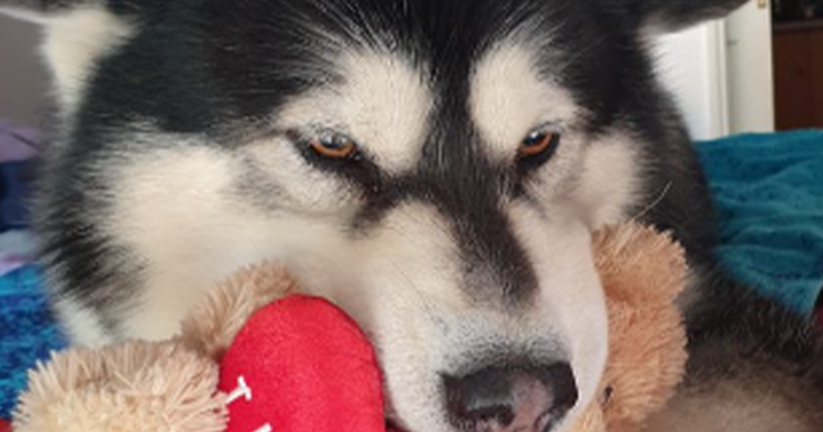 Red Alert new World order by Wolf Storm Entertainment - A Tribute to ...