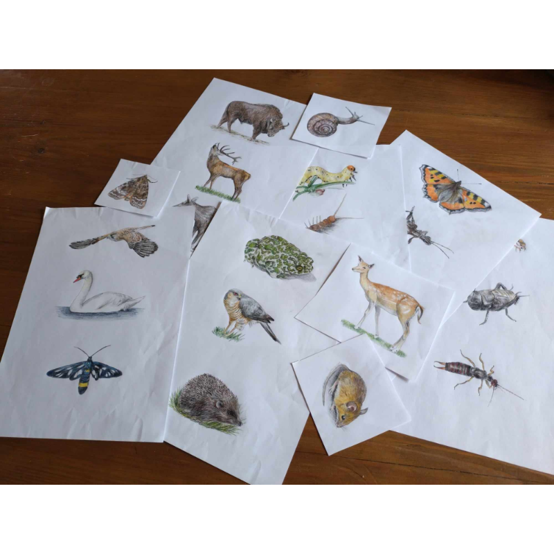 EcoLogic - ecosystem game by EcoLogic - The last shipment of pictures for the game. - Gamefound