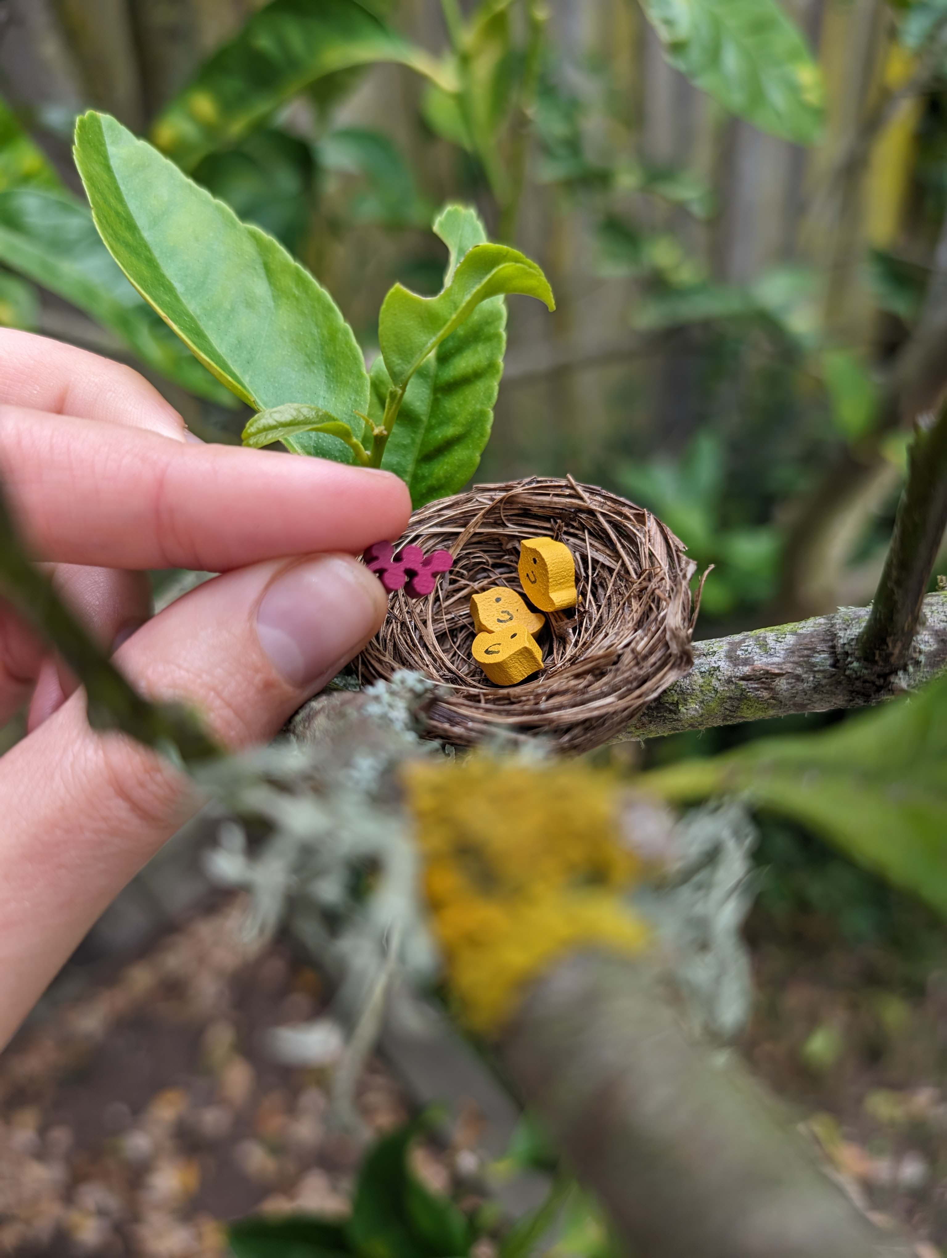 Biome | Nature themed board game for 1-4 players by Lioness Games ...